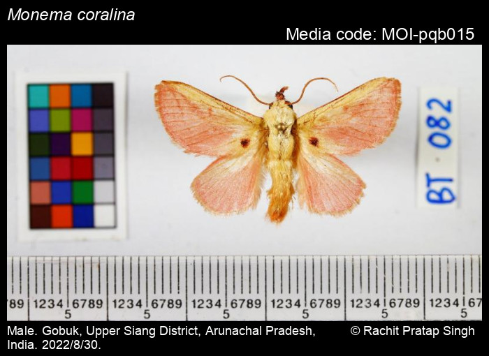 Monema coralina Dudgeon, 1895 - | Moths